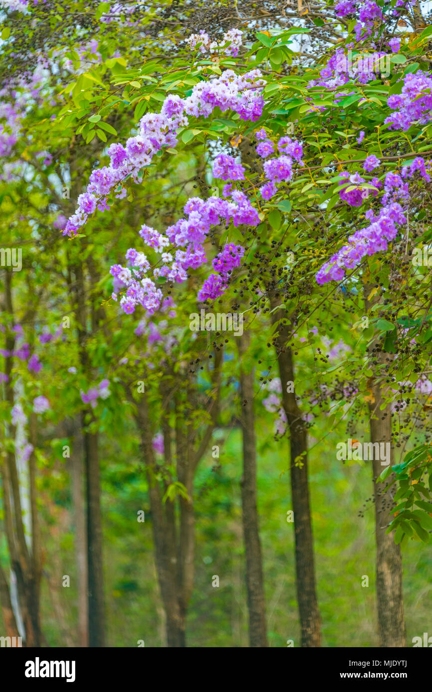 colorful flower on tropical tree in Thailand, natural scene in Asia ...