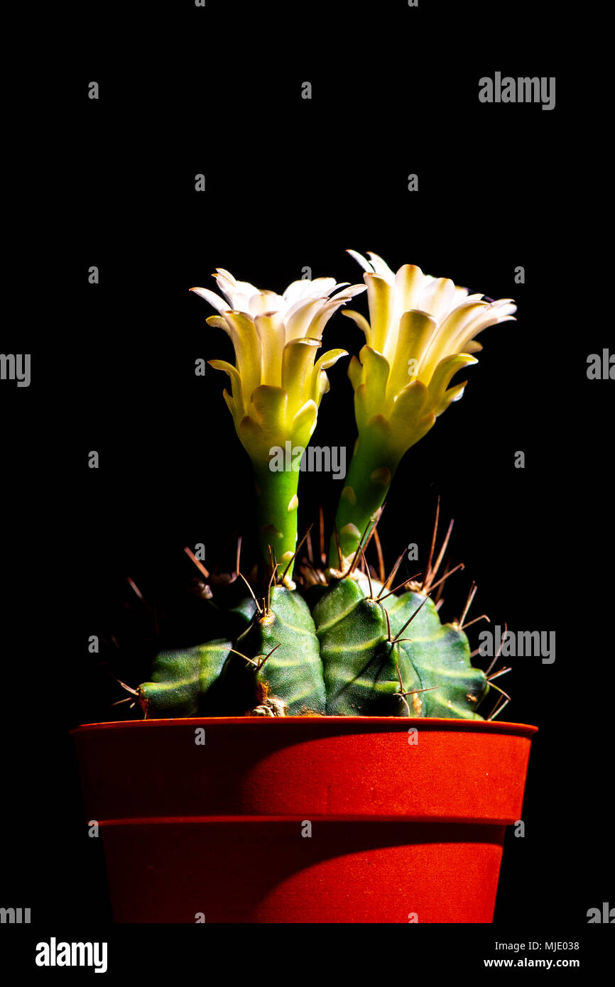 cactus flower blooming isolated on black background Stock Photo - Alamy
