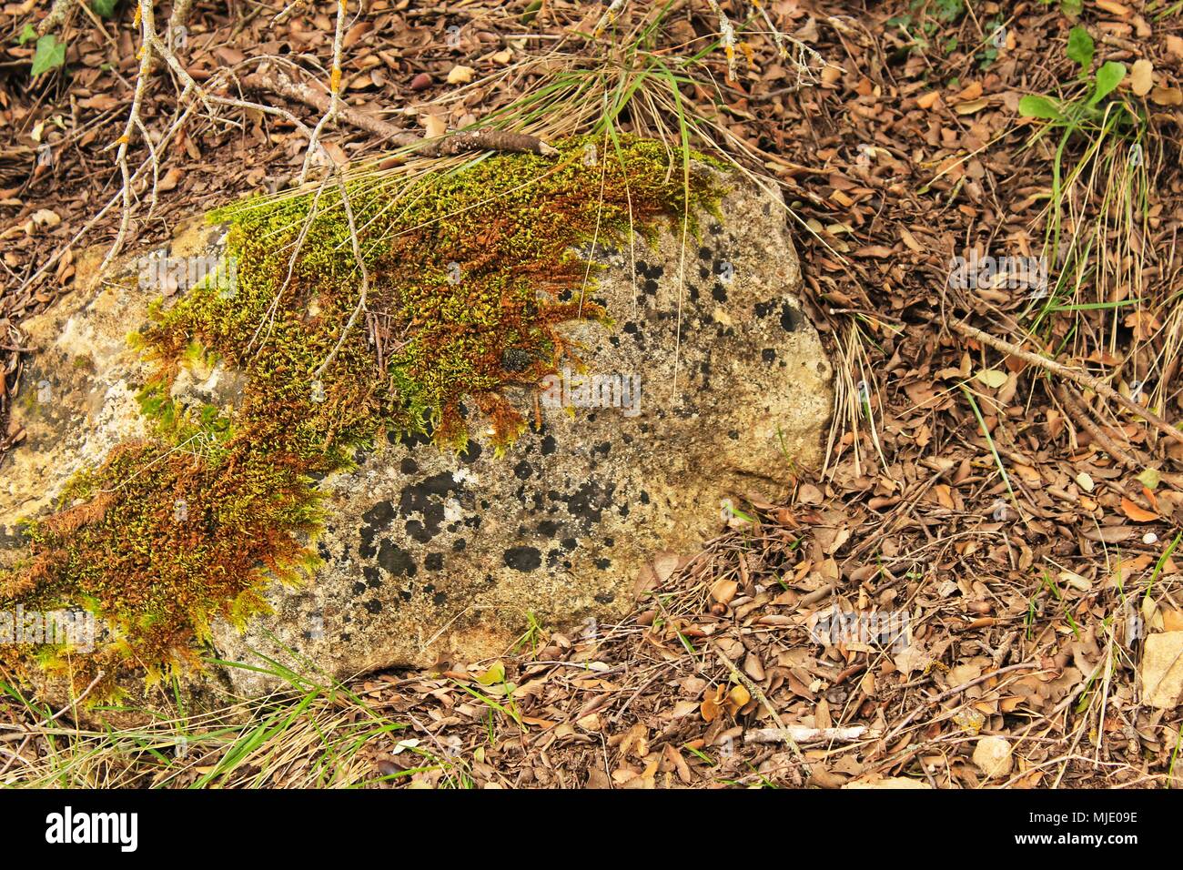 Colorful texture of moss on gray stone in Alcaraz Stock Photo - Alamy