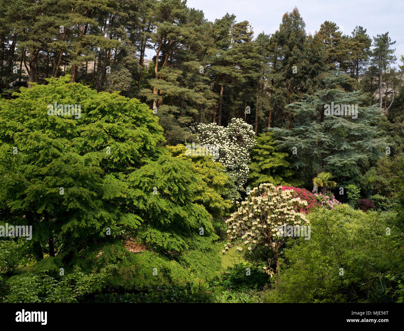 Ireland, Donegal, Glenveagh national park, Glenveagh-Forest, high ...