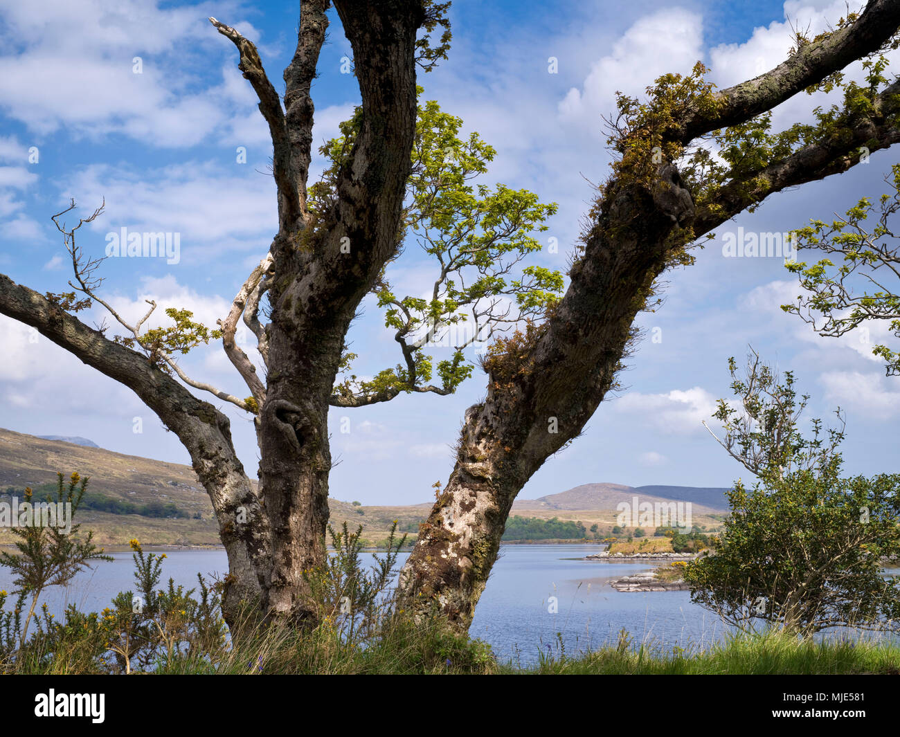Ireland, Donegal, Glenveagh national park, holms in the Lough Veagh ...