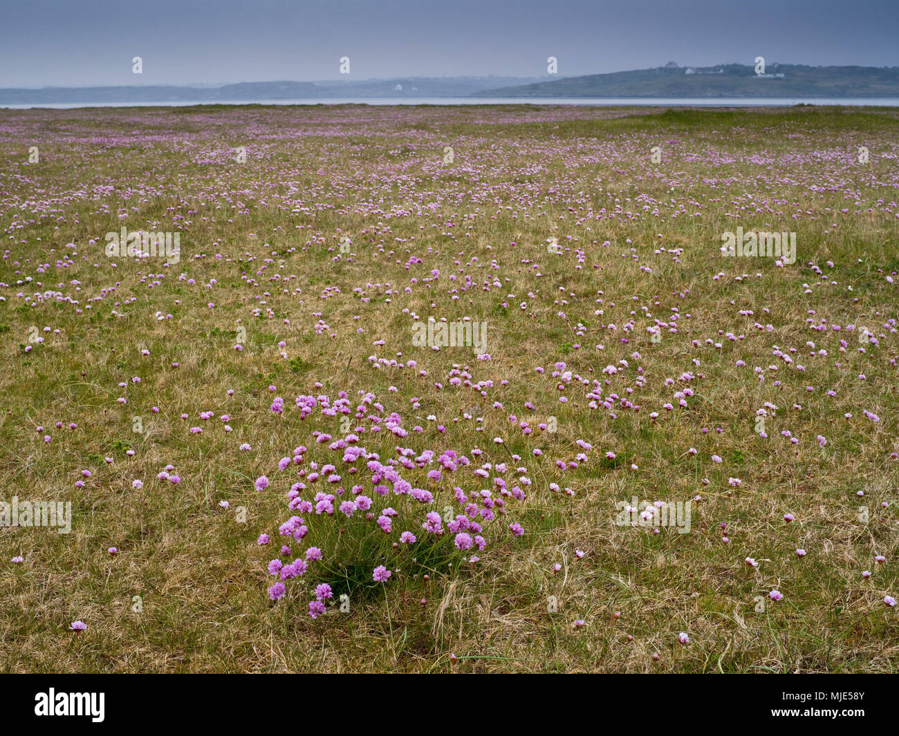 Ireland, Donegal, sea pink at the Gweedore Bay close Derrybeg Stock ...