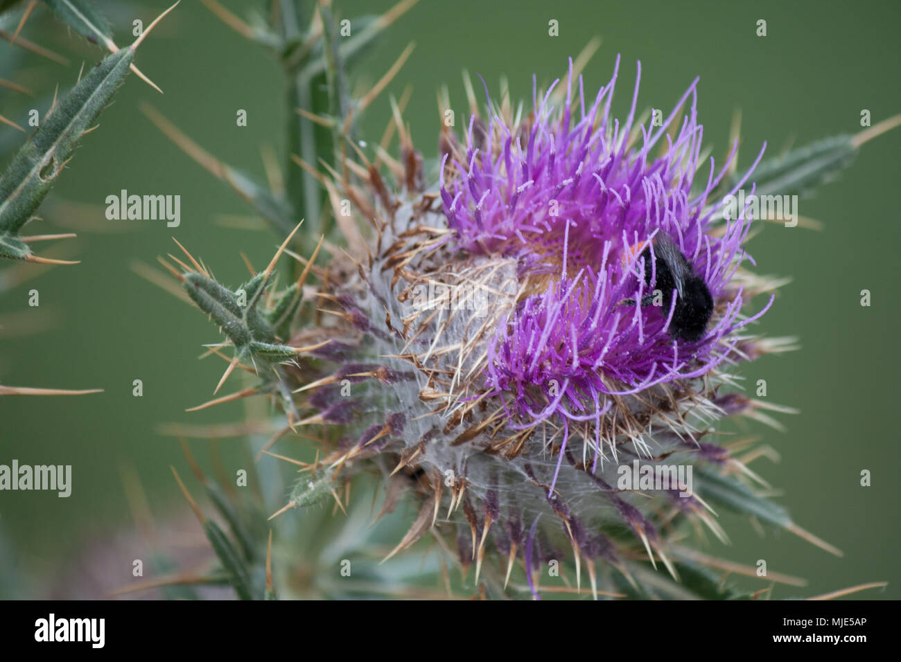 Bumblebee on a flower in the forest Stock Photo - Alamy