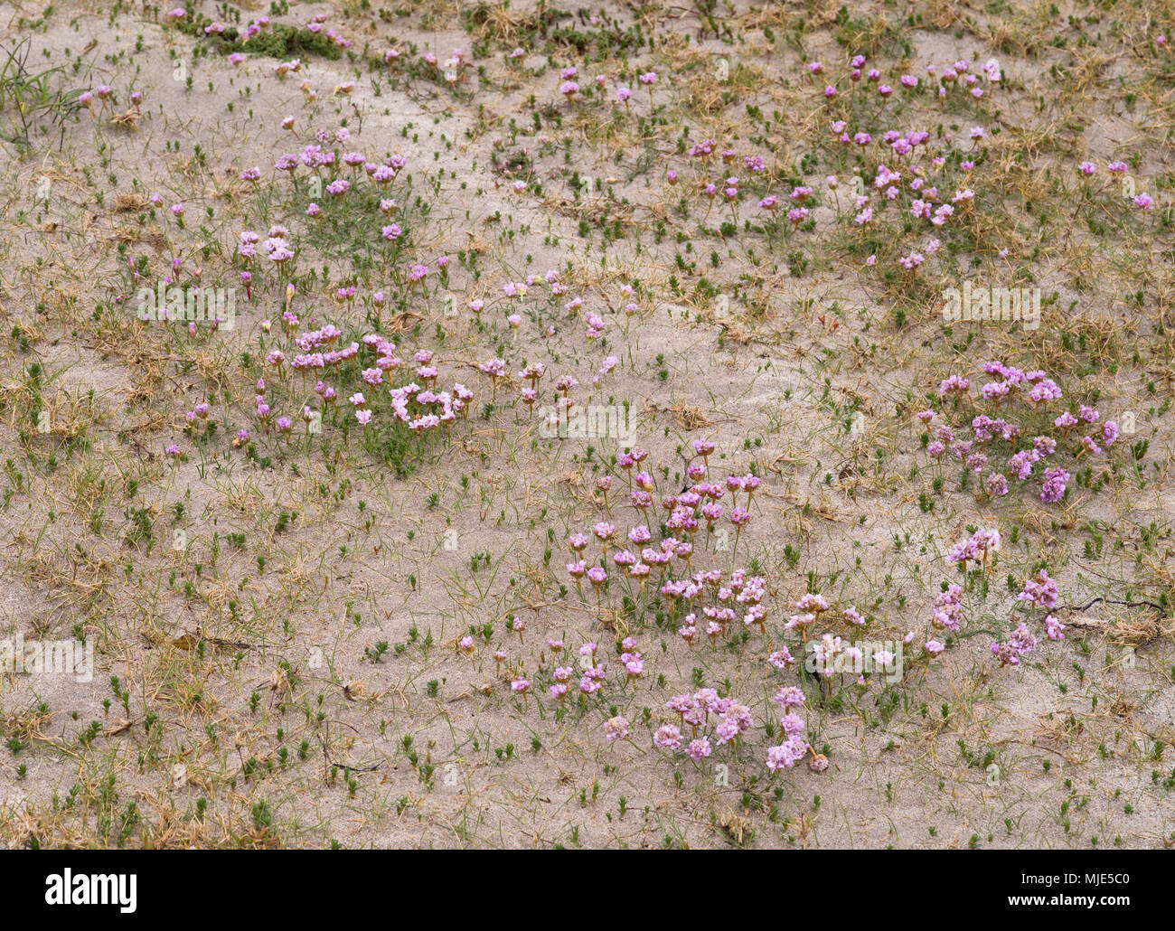 Ireland, Donegal, sea pink at the Gweedore Bay close Derrybeg Stock ...
