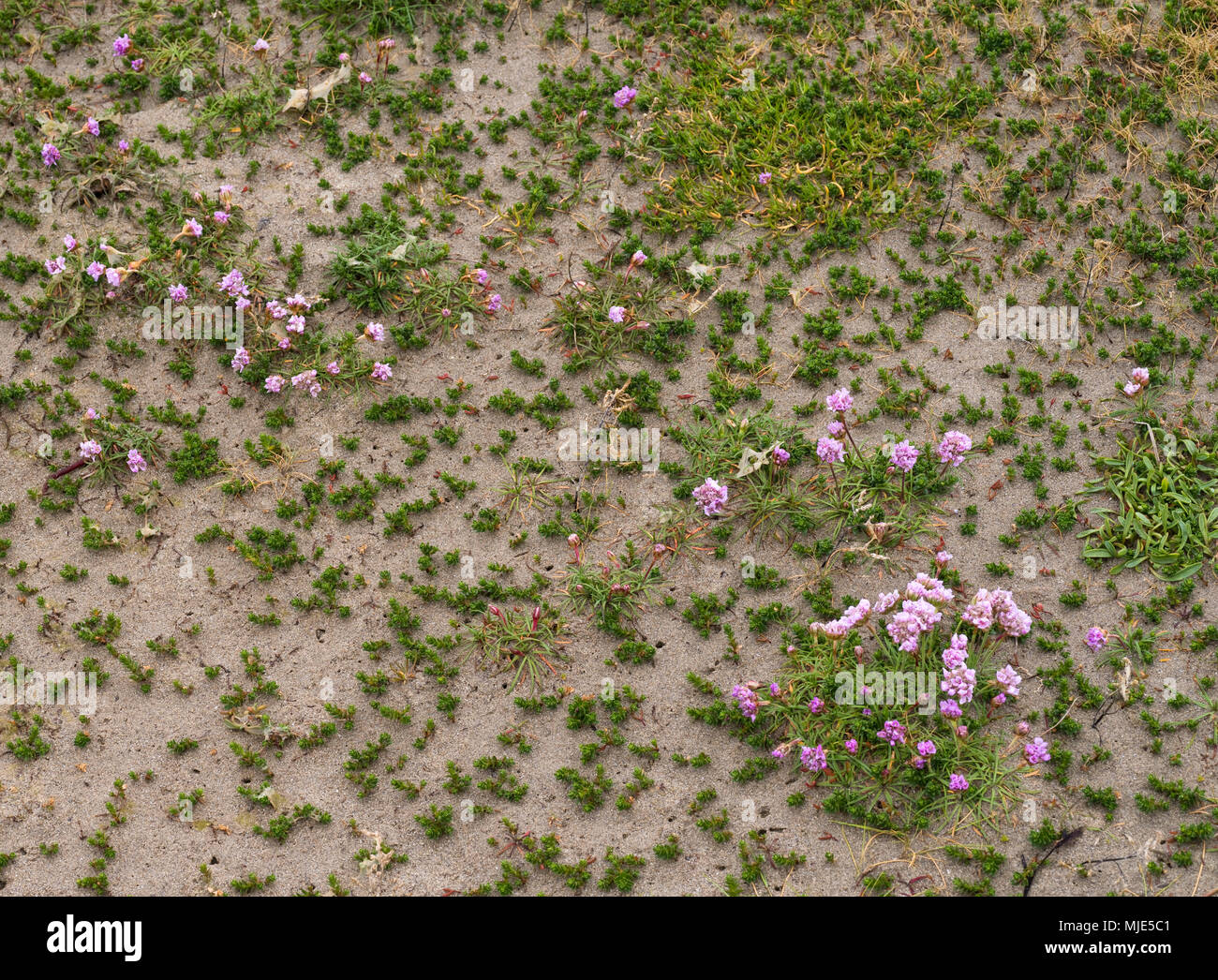 Ireland, Donegal, sea pink at the Gweedore Bay close Derrybeg Stock ...