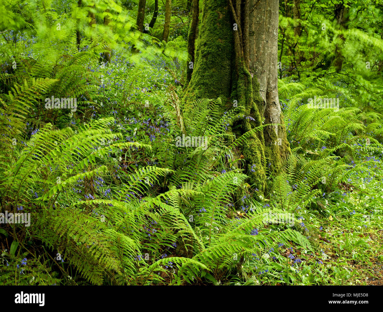 Ireland, county old beech between blossoming wild garlic and Bluebells ...