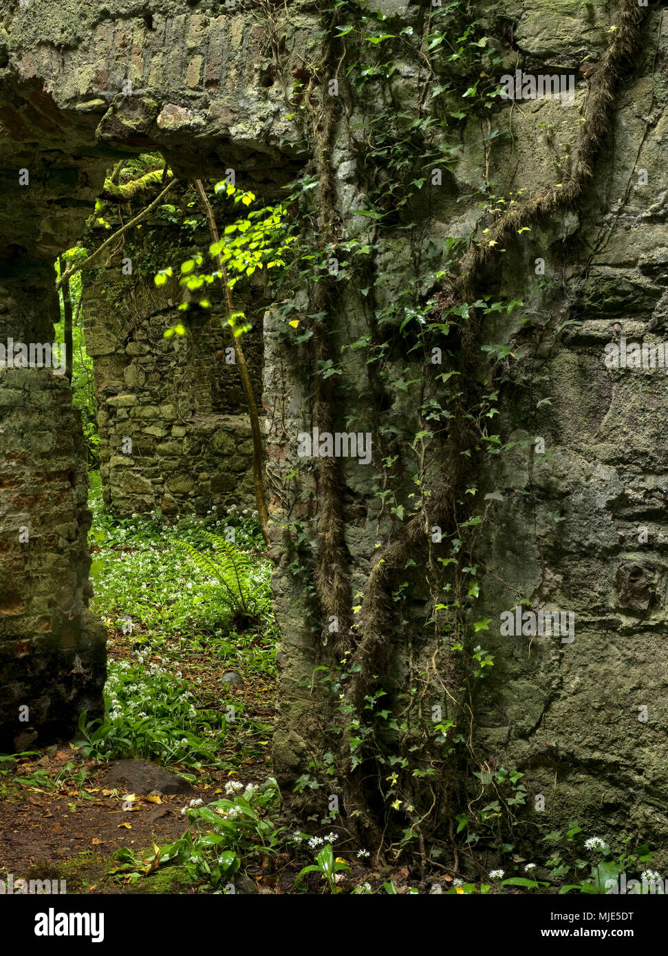 Ireland, Wexford county, ruin in the coastal primeval forest of the ...