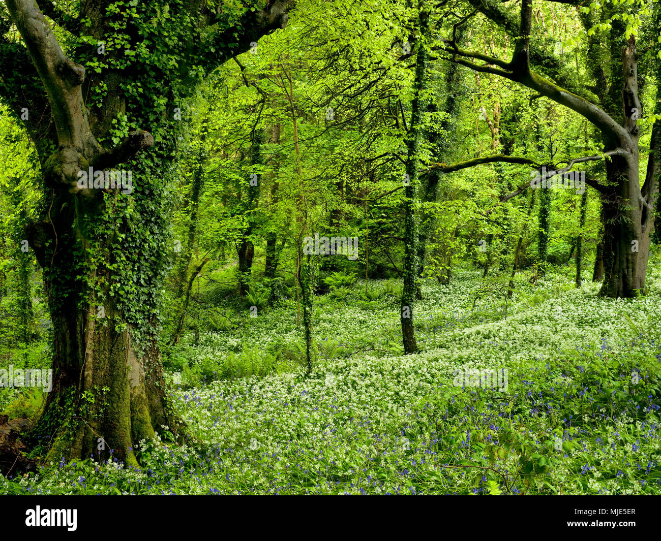 Beeches with ivy hi-res stock photography and images - Alamy