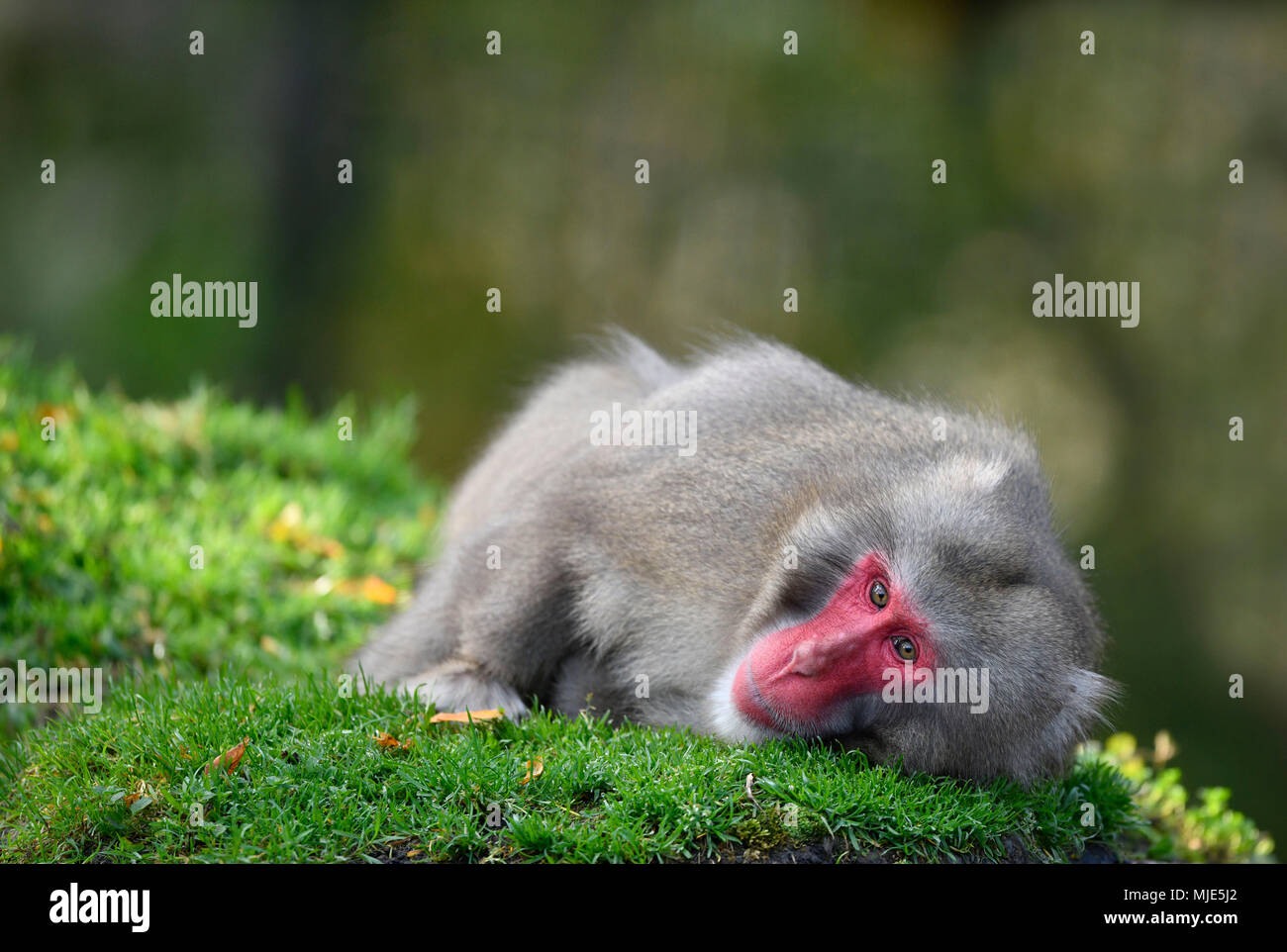 Japanmakak, Macaca fuscata, captive, Germany Stock Photo - Alamy