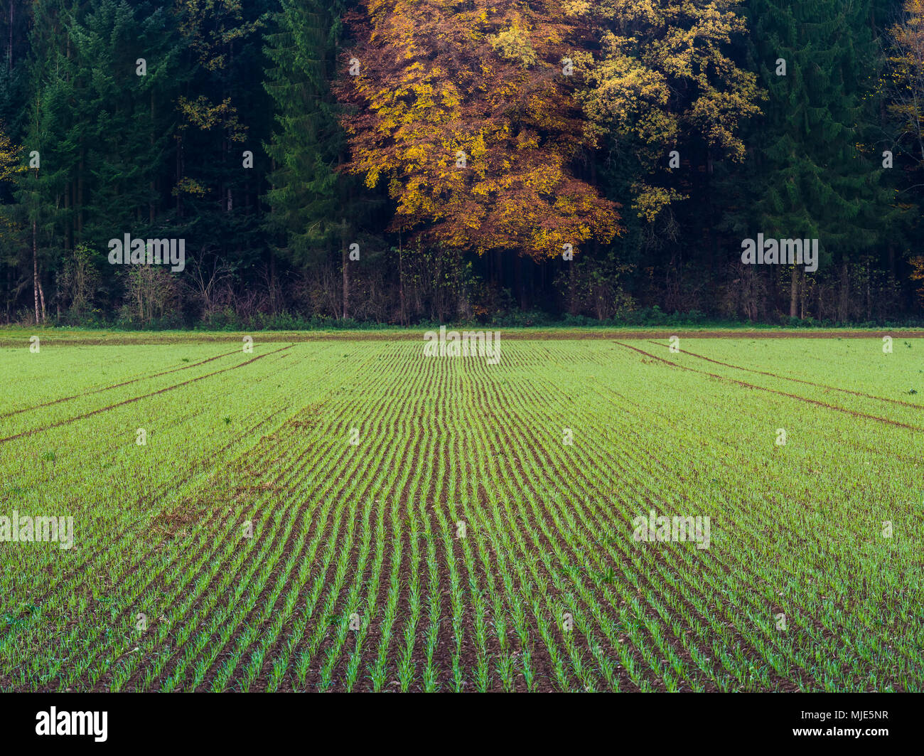 Forest seedlings hi-res stock photography and images - Alamy