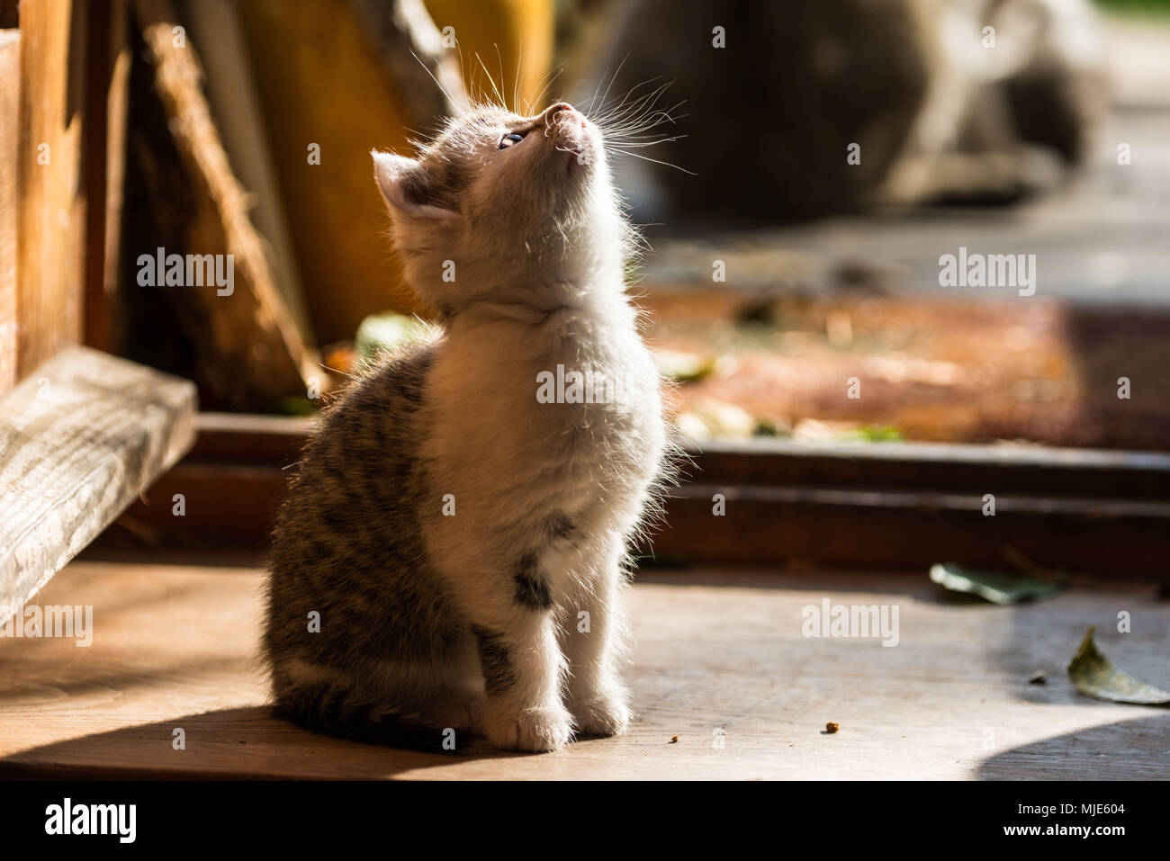 Young cat hi-res stock photography and images - Alamy