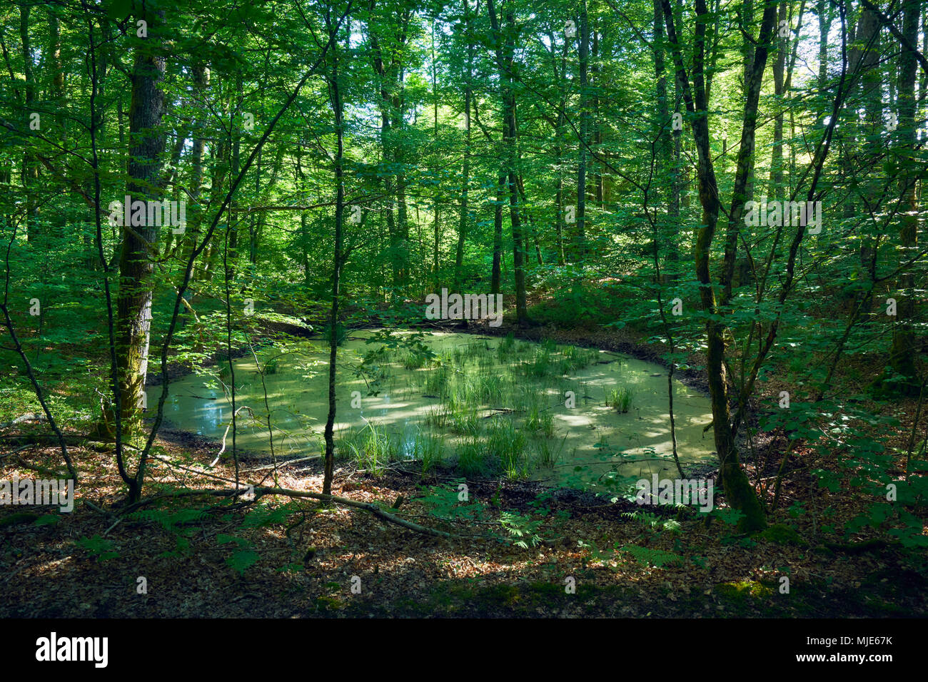Small pond in the forest with green broad leaved trees sunrays hi-res stock photography and ...