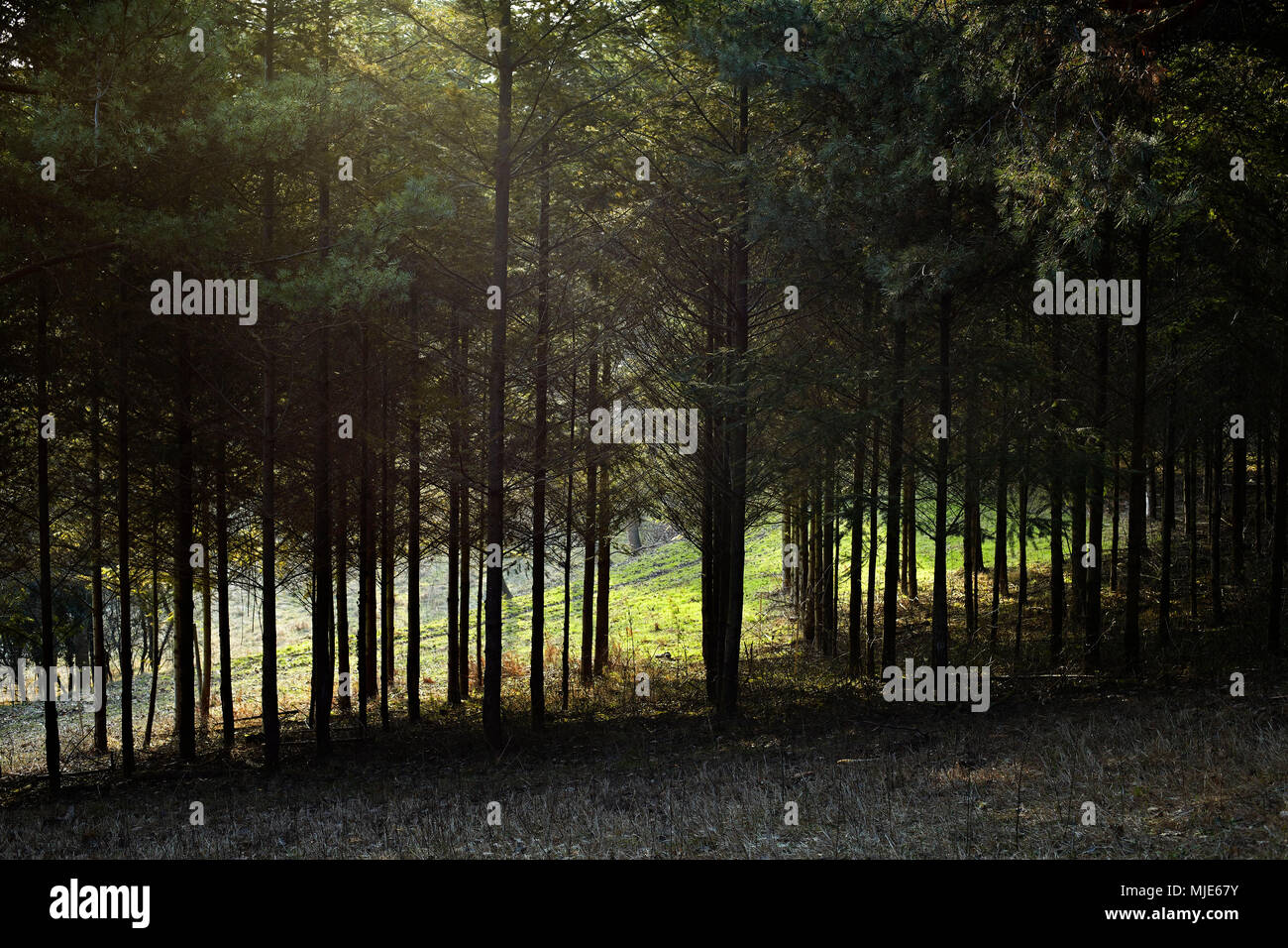 Light Through Dark Trees