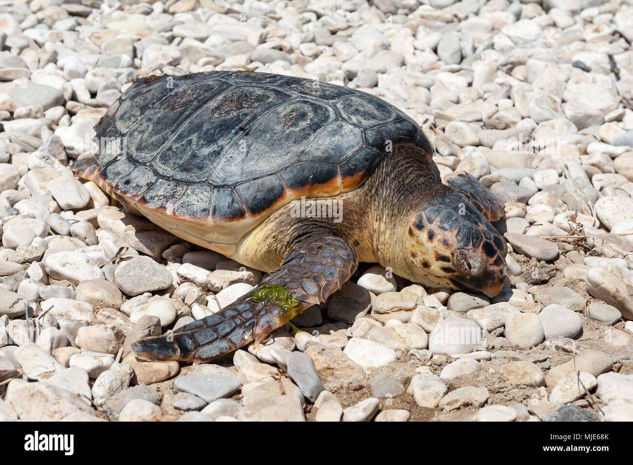 Turtle on a beach in Roda, Corfu, Ionian Islands, Greece, Europe Stock ...
