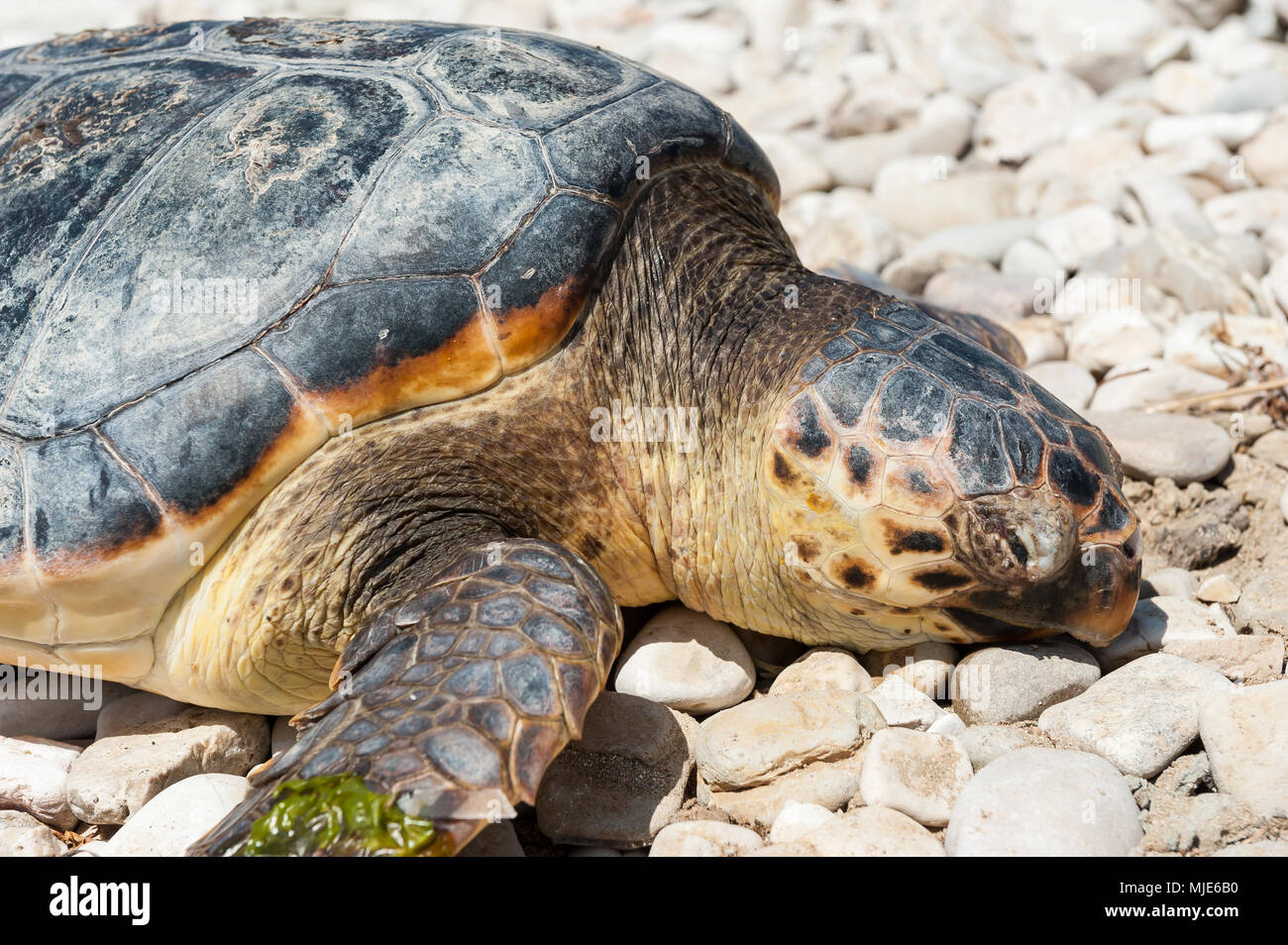 Turtle on a beach in Roda, Corfu, Ionian Islands, Greece, Europe Stock ...