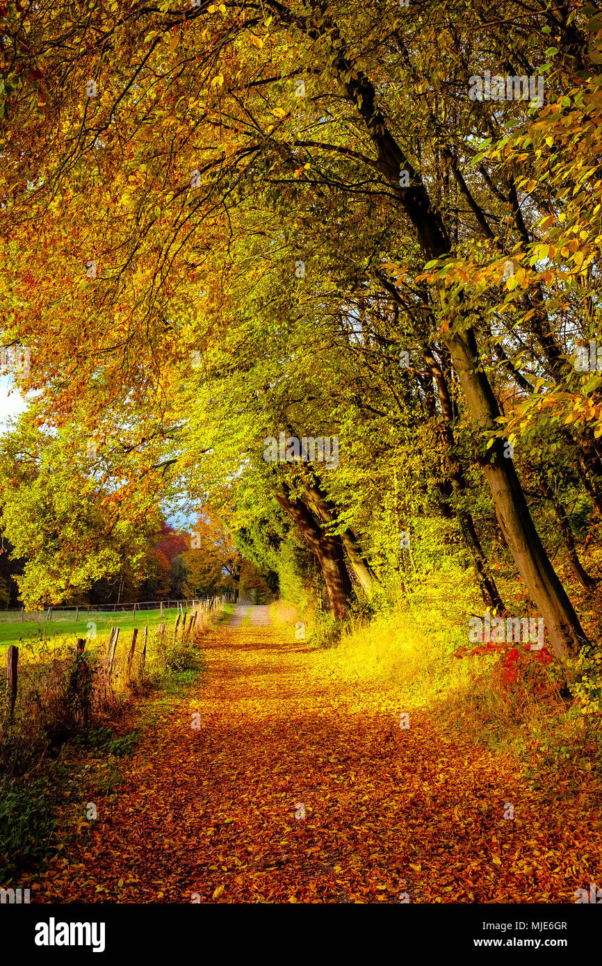 Golden autumn, sunny path covered with leaves, lined by trees with ...