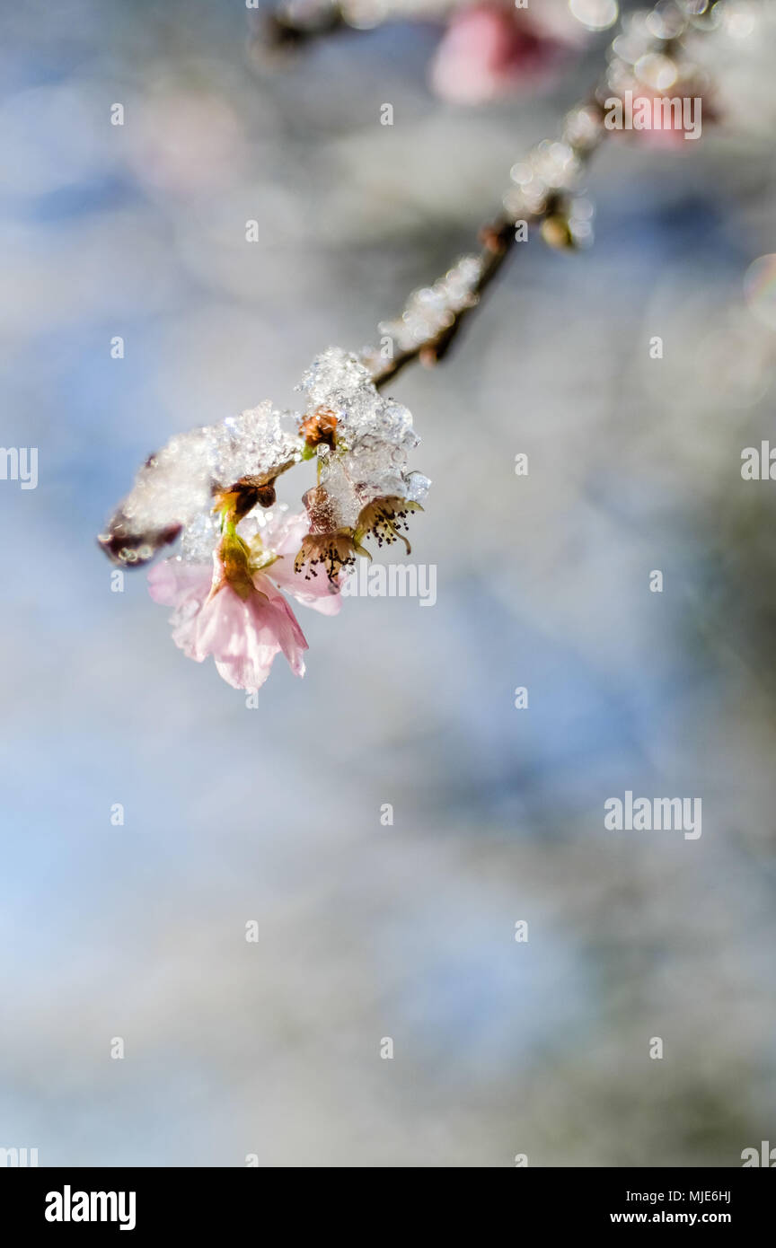 Snow plum blossom blossom hi-res stock photography and images - Alamy