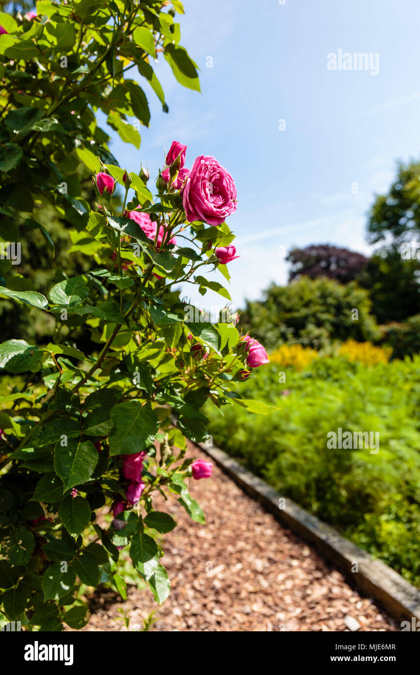 In the flower garden of the Kræmmerhuset close Årsballe, Europe ...