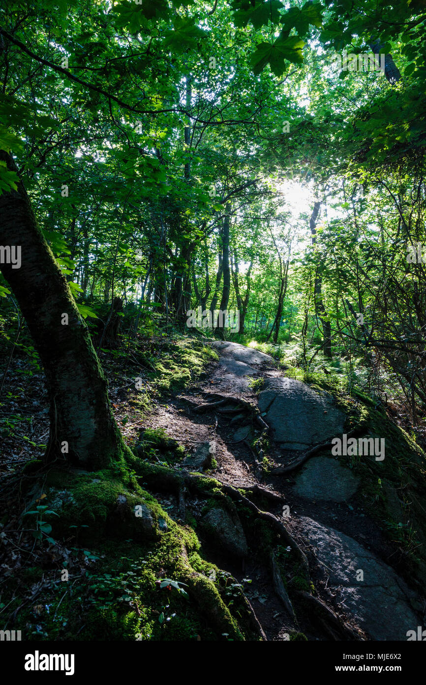 Hiking in the forest in the hinterland of Vang, Europe, Denmark ...
