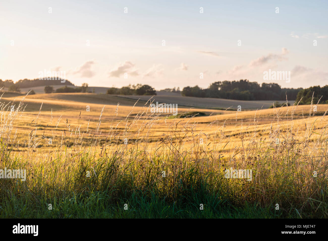 Field of ripe barley (Hordeum vulgare) close Årsballein in evening ...