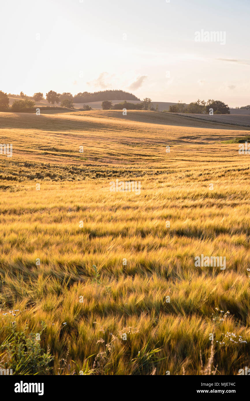 Field of ripe barley (Hordeum vulgare) close Årsballein in evening ...