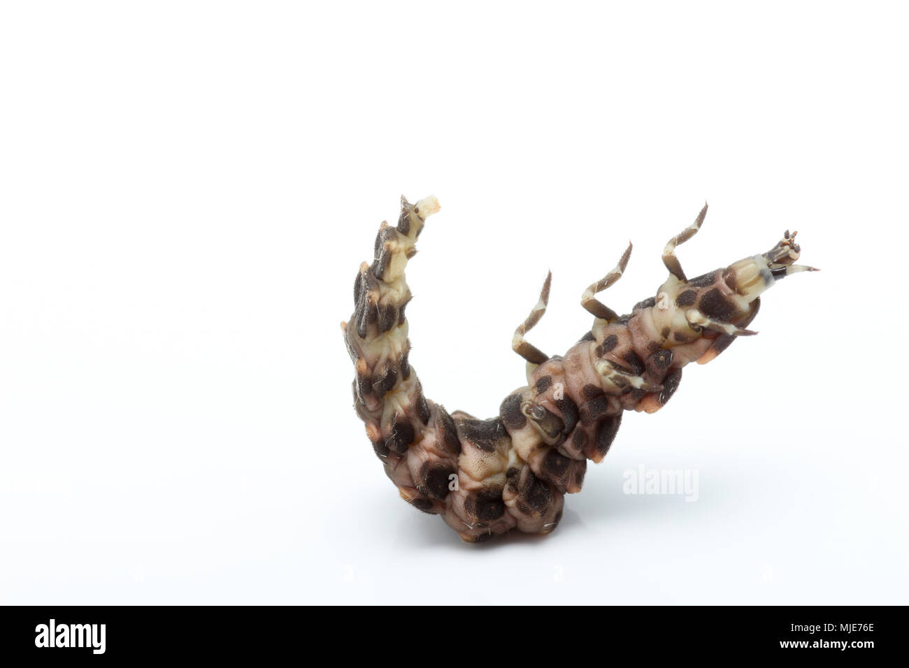 An immature female glow-worm Lampyra noctilucus attempting to right ...