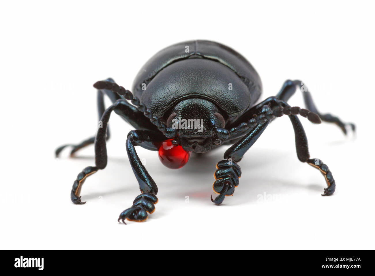 Blood spewing beetle Cut Out Stock Images & Pictures - Alamy