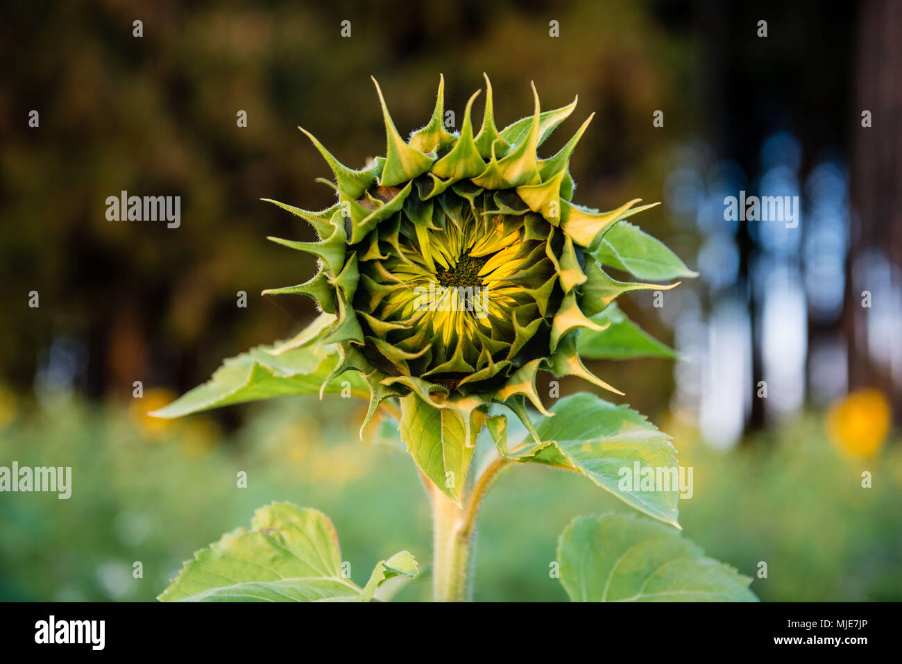 Sunflower in the autumn Stock Photo - Alamy