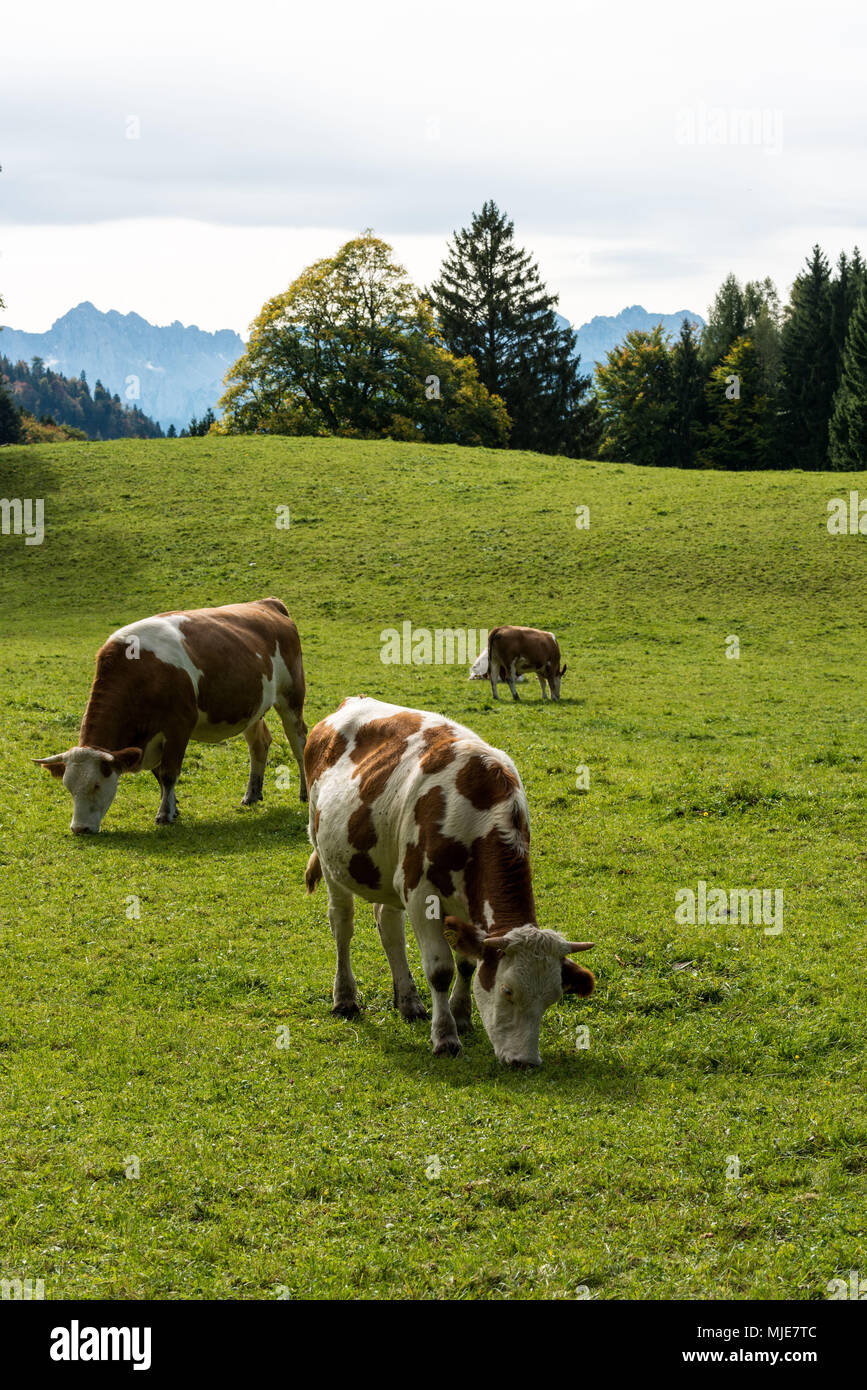 Alp farming hi-res stock photography and images - Alamy