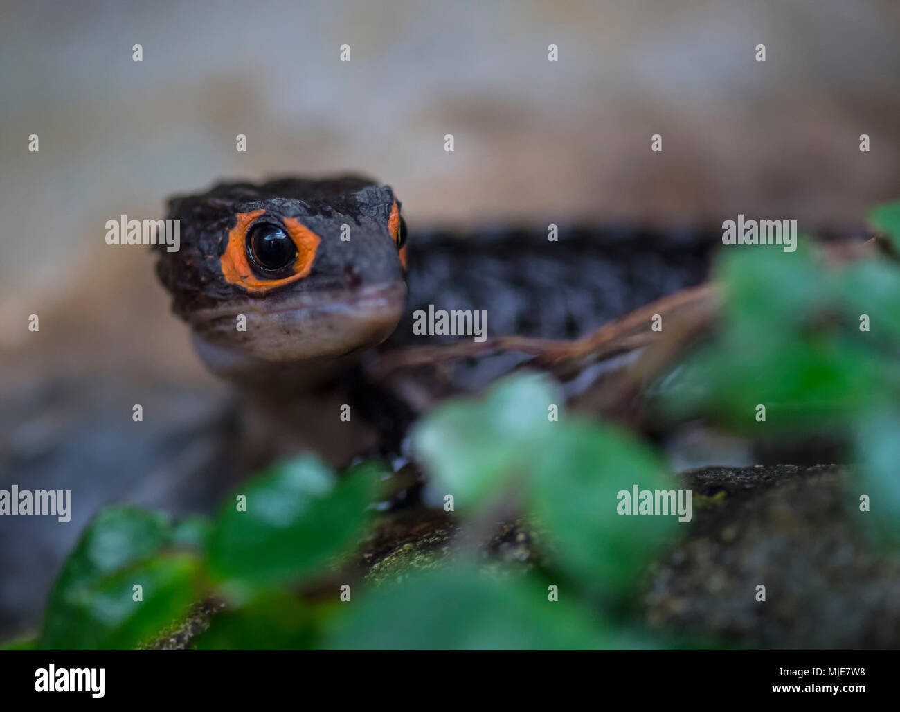 red-eyed crocodile skinks, Tribolonotus gracilis, captive Stock Photo ...