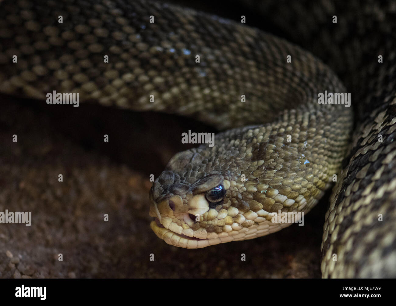 poisonous Mexican green rattler, Crotalus basiliscus, captive Stock ...