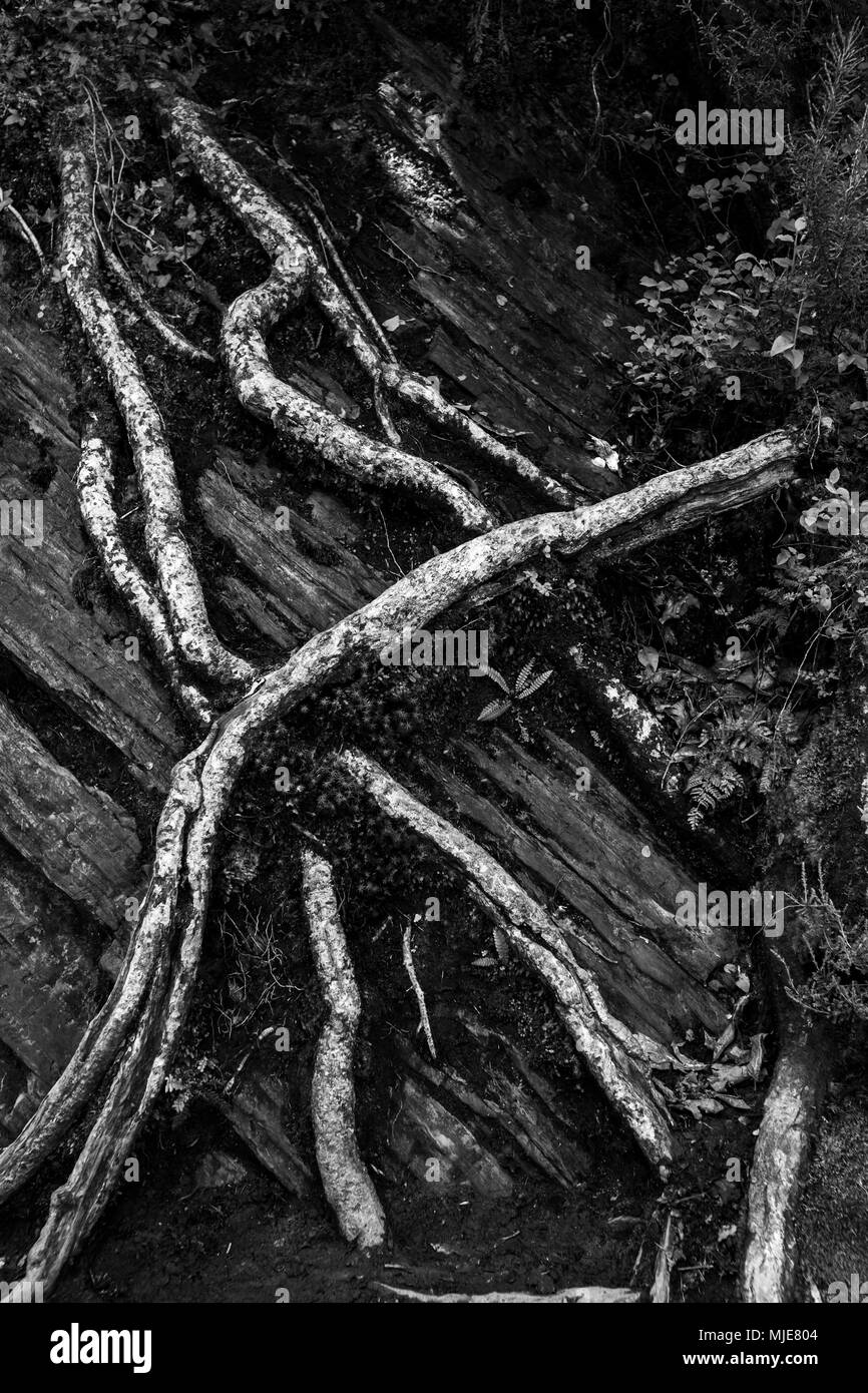 Root in black and white Stock Photo - Alamy