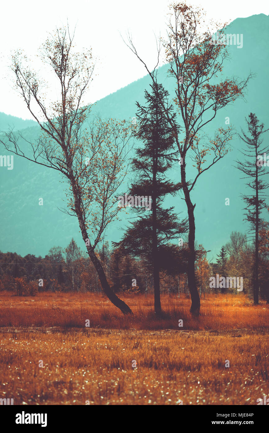 Vertical shot mountains trees hi-res stock photography and images - Alamy