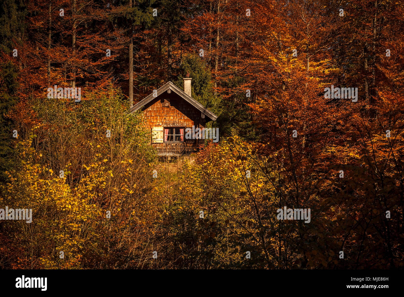 A small wooden hut in the middle of the forest, which shines in ...