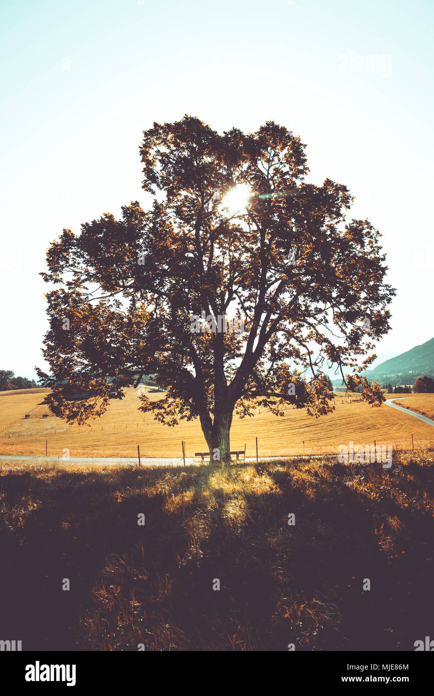 Big oak in backlight hi-res stock photography and images - Alamy