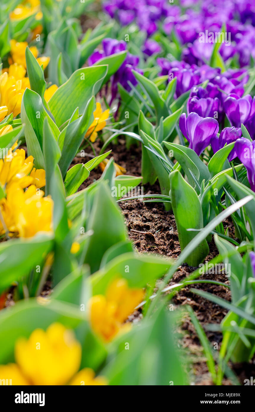 Crocus in the field hi-res stock photography and images - Alamy