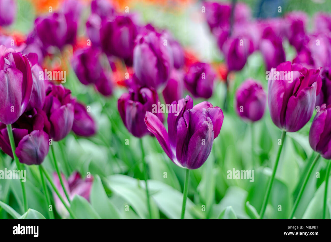 Magenta tulip hi-res stock photography and images - Alamy