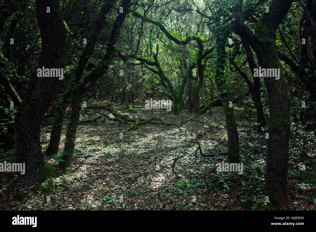 Oak forest france hi-res stock photography and images - Alamy