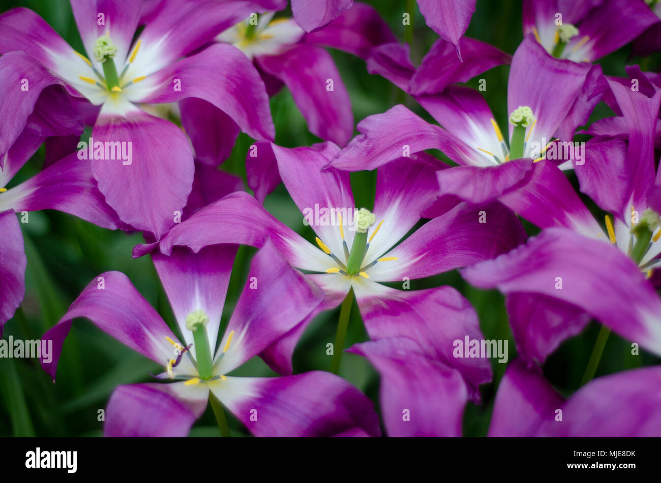 Magenta Tulip Blossom Stock Photo - Alamy