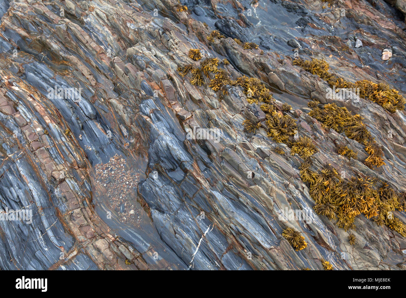 French cliff coast of the Armorican massif Stock Photo - Alamy
