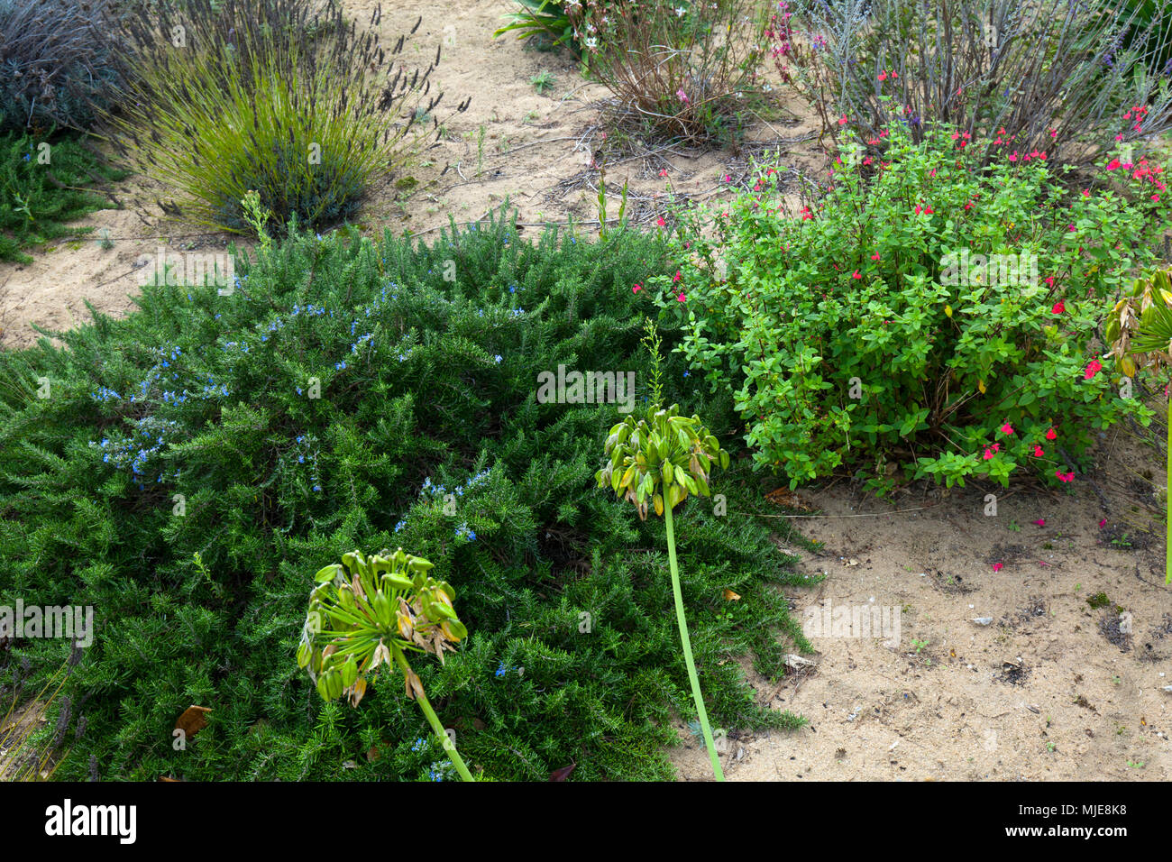 Sandy soil garden hi-res stock photography and images - Alamy