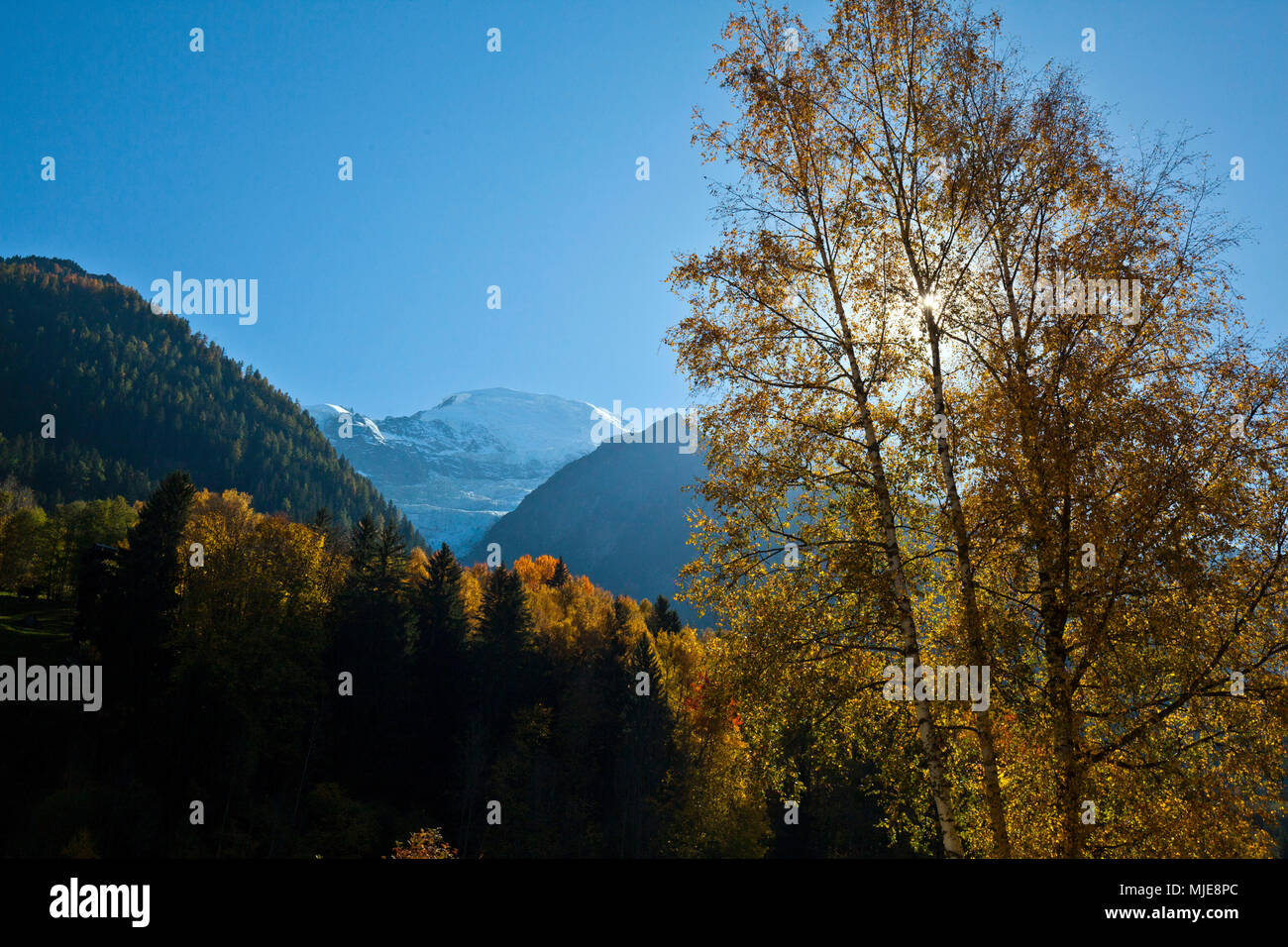 Mont blanc forest hi-res stock photography and images - Alamy