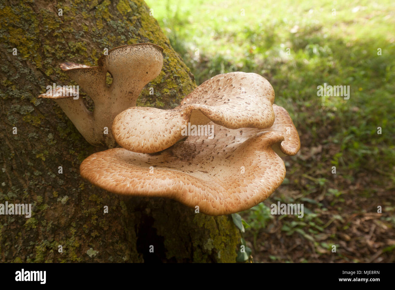 Dryads mushroom hi-res stock photography and images - Alamy