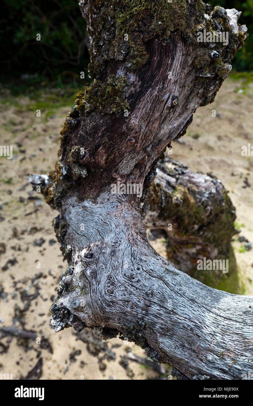 dead oak trunk Stock Photo - Alamy
