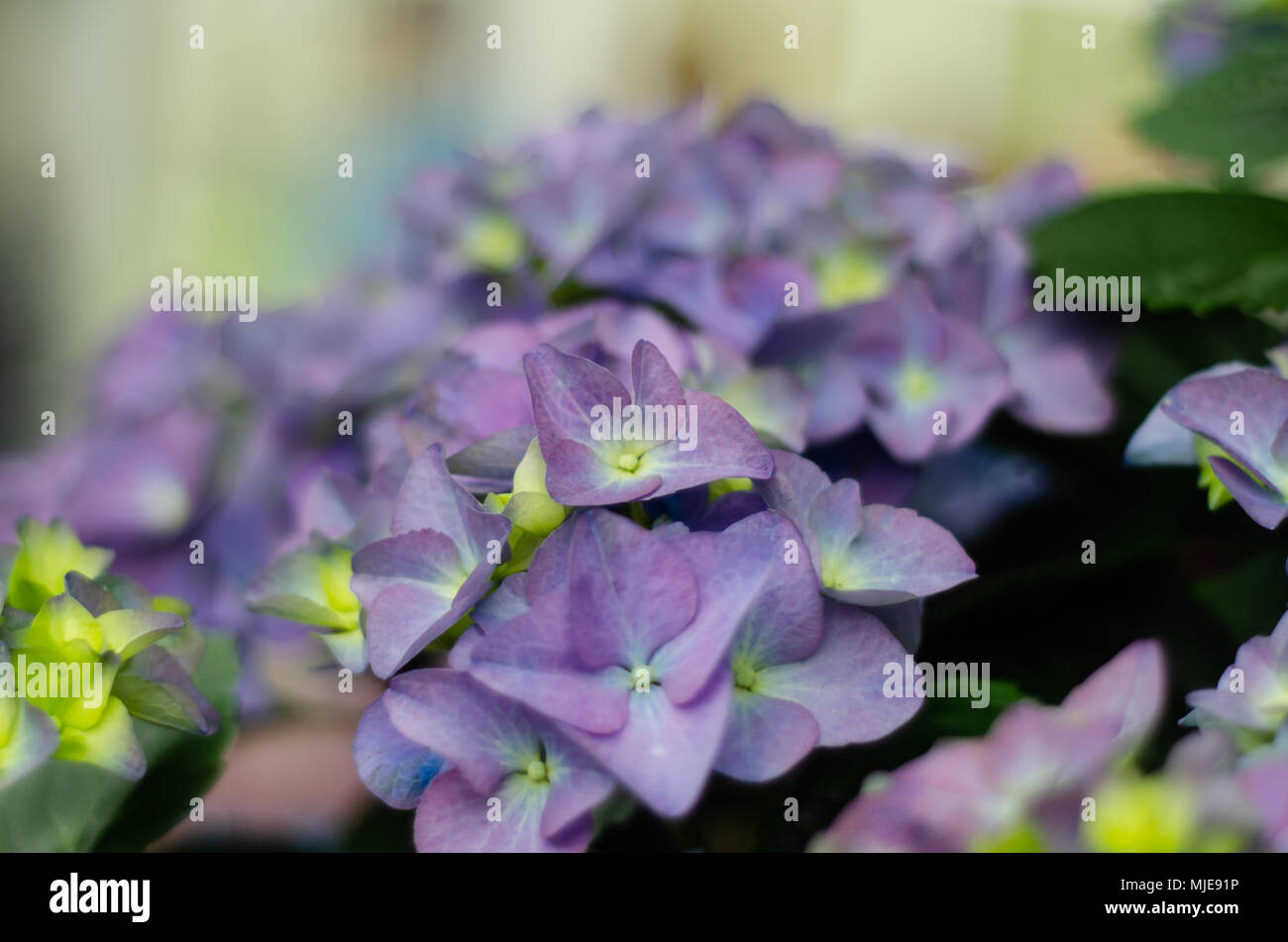 Magenta Hydrangea Blossom Stock Photo - Alamy