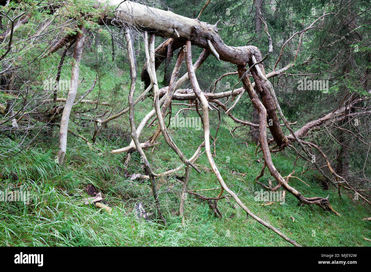 Pine forest frame hi-res stock photography and images - Alamy