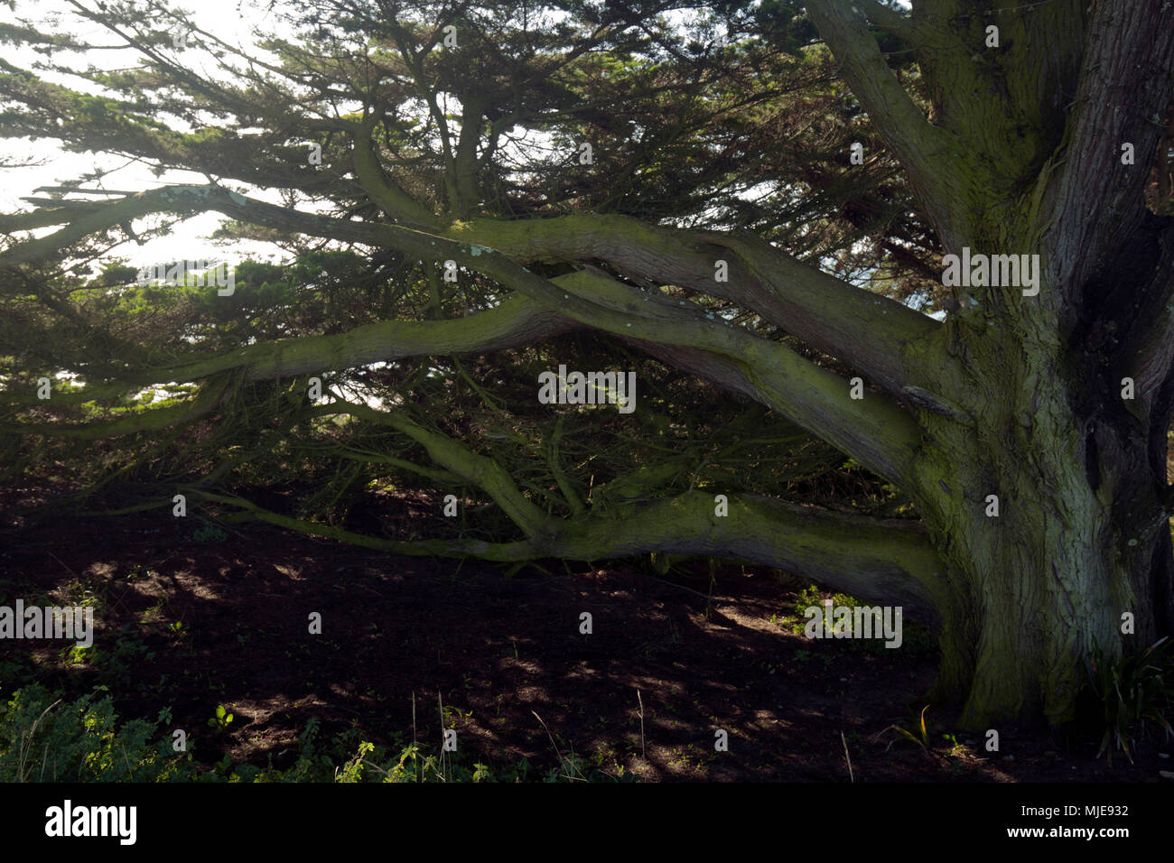 strong branches on a gloomy tree Stock Photo - Alamy