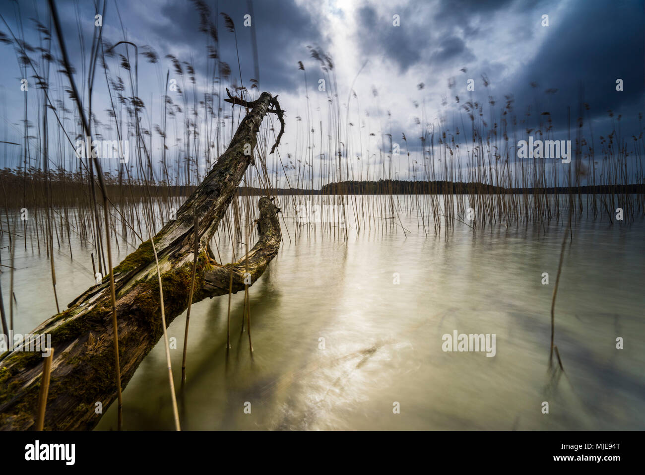 Lakeside, reed, dead tree, cloudy sky Stock Photo - Alamy