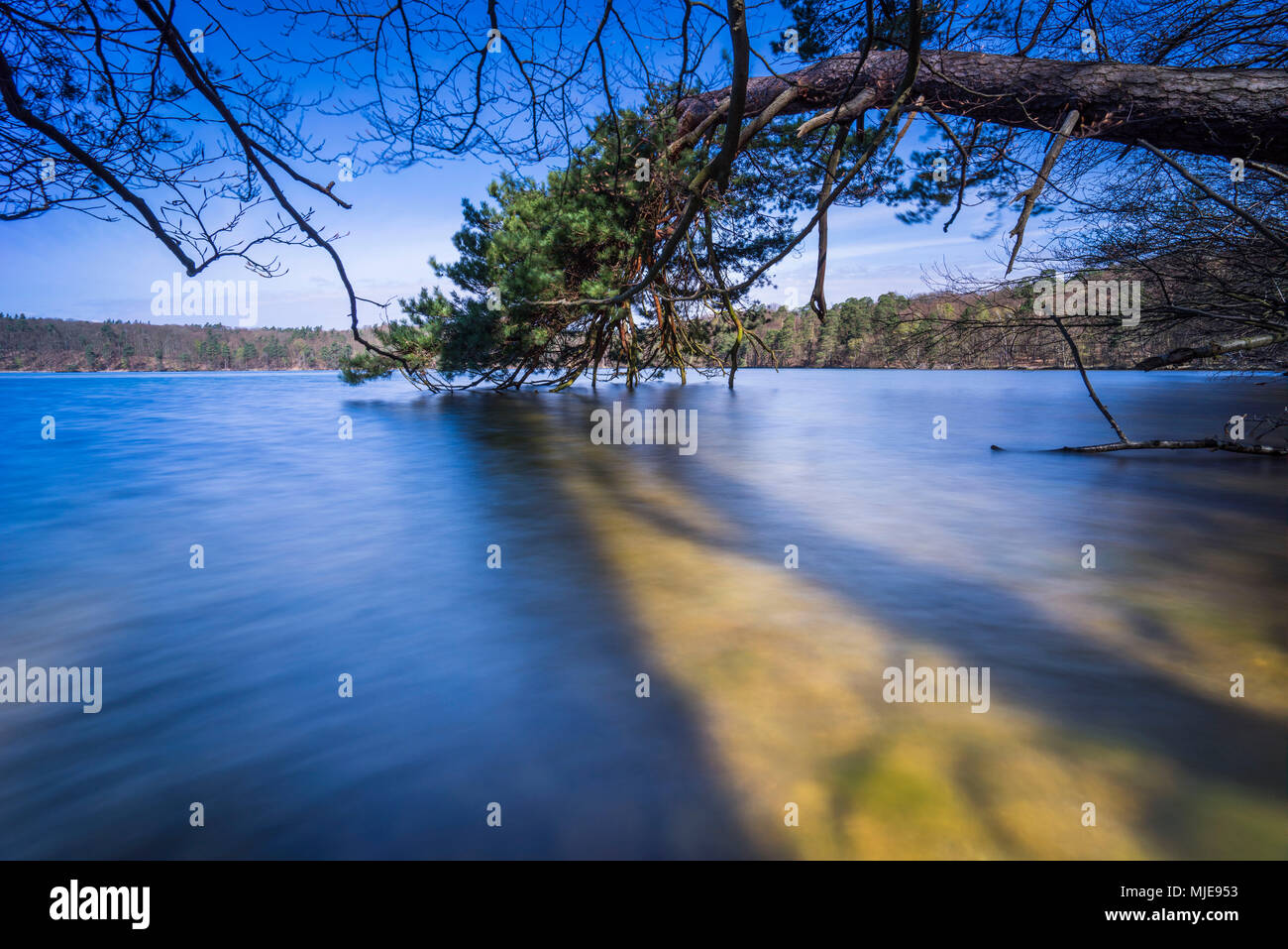 Lakeshore, trees, shade, water surface Stock Photo - Alamy