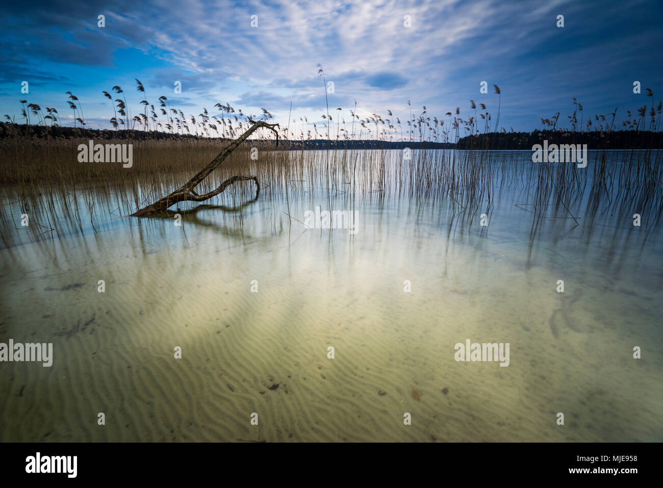 Lakeside, reed, dead tree, cloudy sky Stock Photo - Alamy